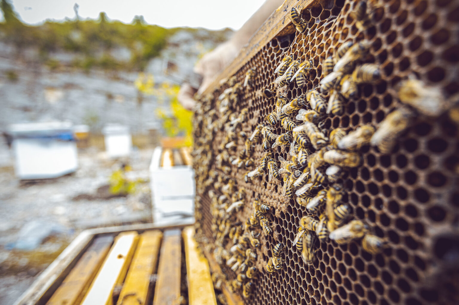 Home - CWI BEEHIVES & FRAMES